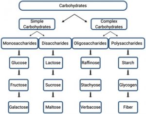 Carbohydrates 'Carbs' - Friend, Foe, or Both? | NZIHF